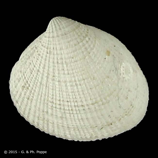 Shell Encyclopedia - Worms Details | Conchology | Conchology