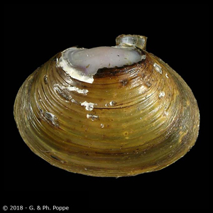 Shell Encyclopedia - Conchological MegaDatabase Iconographic Overview ...