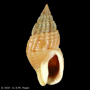 Shell Encyclopedia - Conchological MegaDatabase Iconographic Overview ...