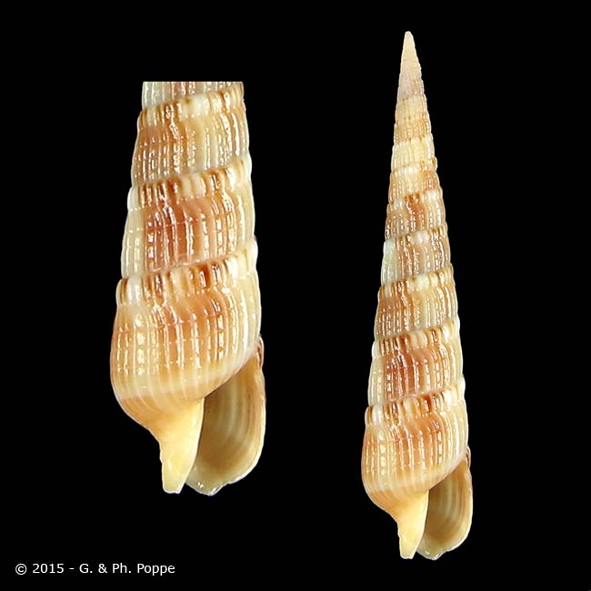 Shell Encyclopedia - Conchological MegaDatabase Iconographic Overview on Mollusks ...