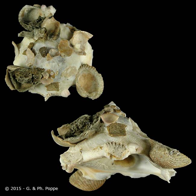 Shell Encyclopedia - Conchological MegaDatabase Iconographic Overview ...