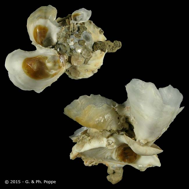 Shell Encyclopedia - Conchological MegaDatabase Iconographic Overview ...