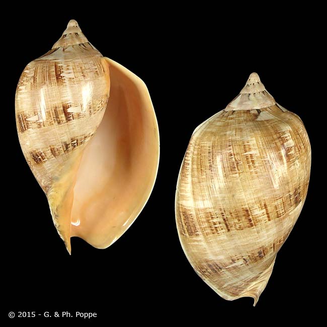Shell Encyclopedia - Conchological MegaDatabase Iconographic Overview ...