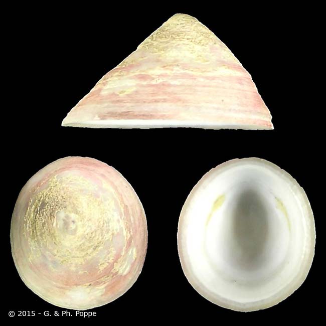 Shell Encyclopedia - Conchological MegaDatabase Iconographic Overview ...