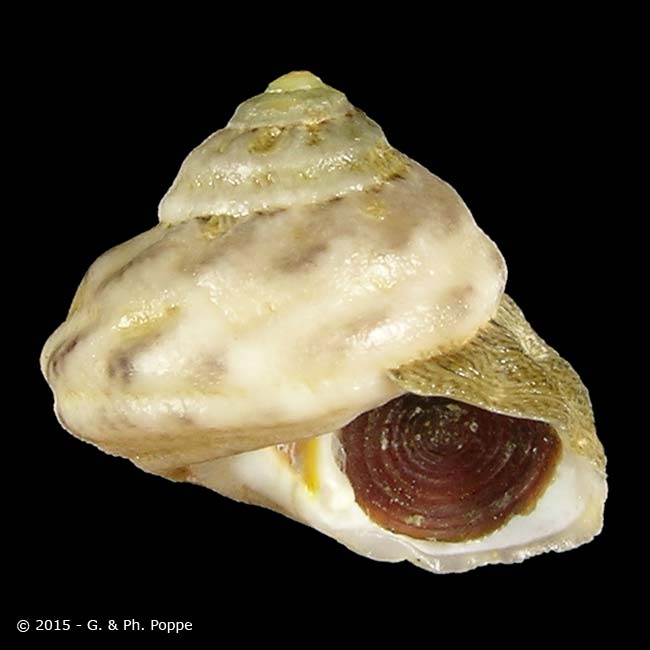 Shell Encyclopedia - Conchological MegaDatabase Iconographic Overview ...