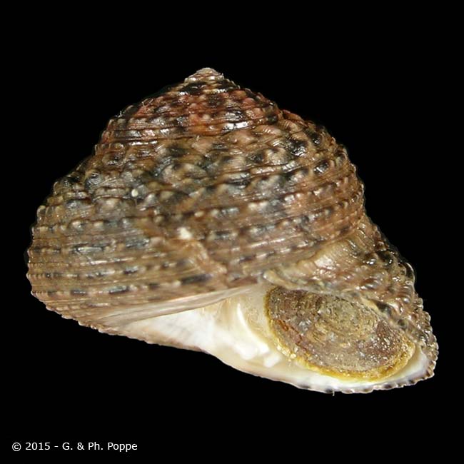 Shell Encyclopedia - Conchological MegaDatabase Iconographic Overview ...