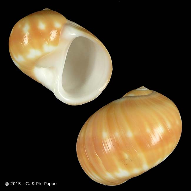 Featured Shells For Sale | Conchology