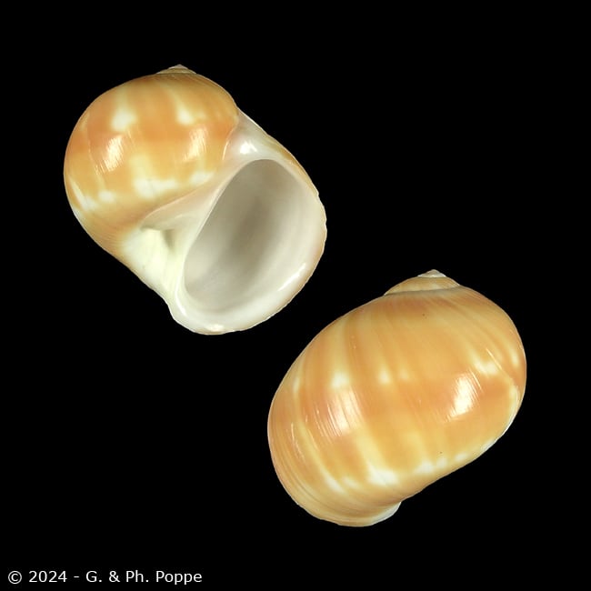 Featured Shells For Sale | Conchology