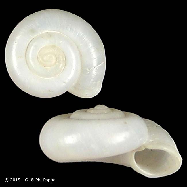 Shell Encyclopedia - Worms Details | Conchology | Conchology
