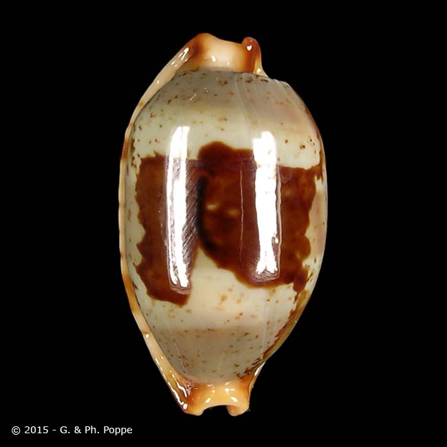 Shell Encyclopedia - Conchological MegaDatabase Iconographic Overview ...