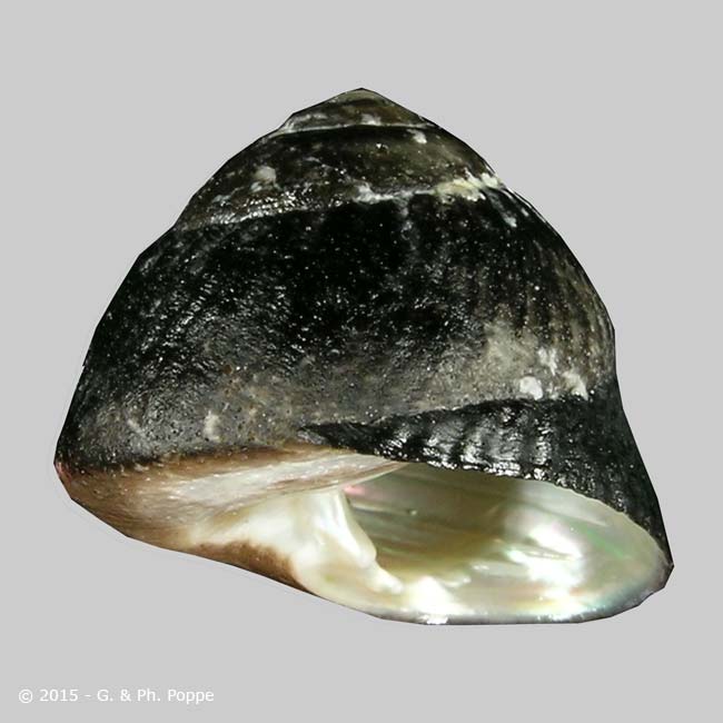 Shell Encyclopedia - Conchological MegaDatabase Iconographic Overview ...