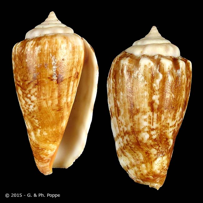 Shell Encyclopedia - Worms Details | Conchology | Conchology