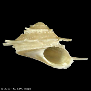 Shell Encyclopedia - Conchological MegaDatabase Iconographic Overview ...