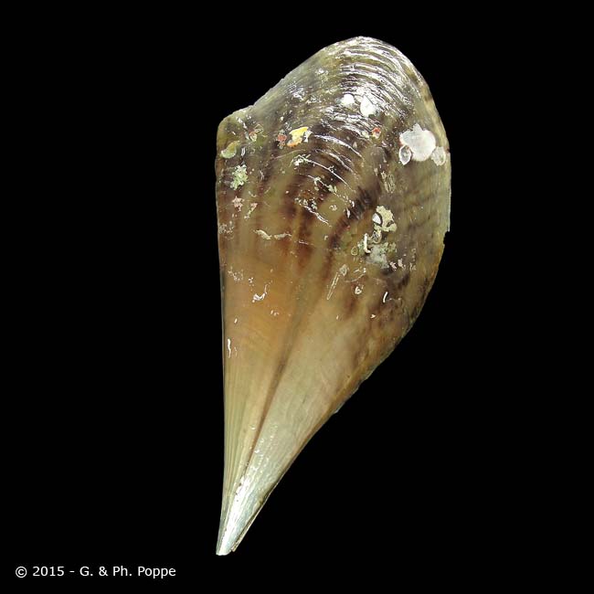 Shell Encyclopedia - Conchological MegaDatabase Iconographic Overview ...