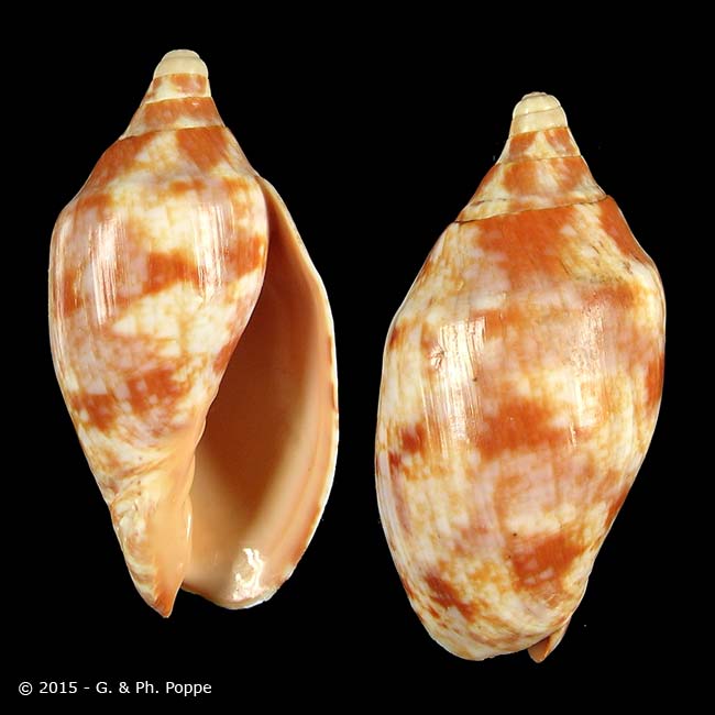 Shell Encyclopedia - Conchological MegaDatabase Iconographic Overview ...