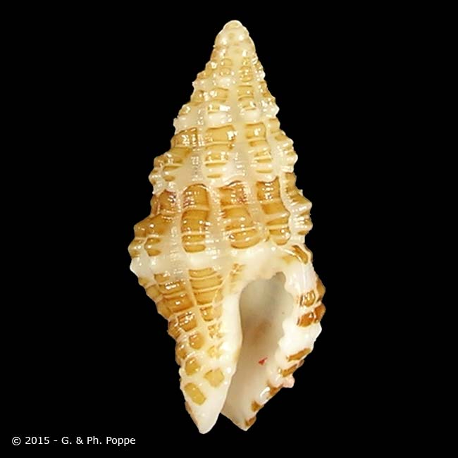 Featured Shells For Sale | Conchology