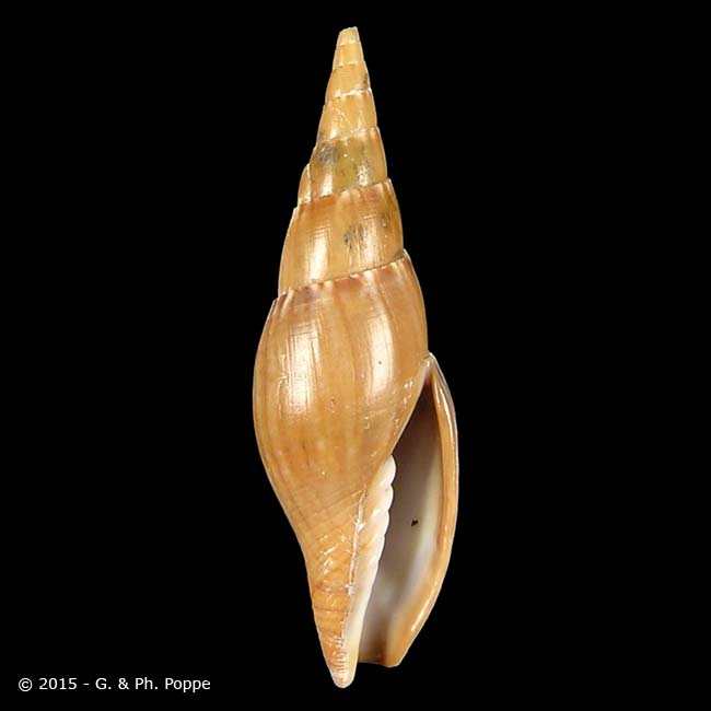 Shell Encyclopedia - Conchological MegaDatabase Iconographic Overview ...