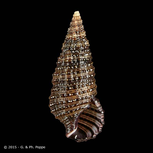 Cerithium coralium - Alchetron, The Free Social Encyclopedia