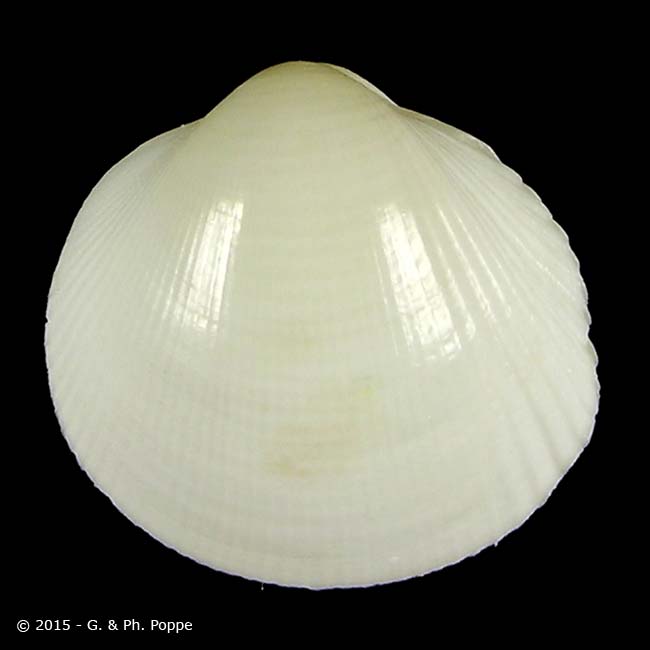 Shell Encyclopedia - Worms Details | Conchology | Conchology