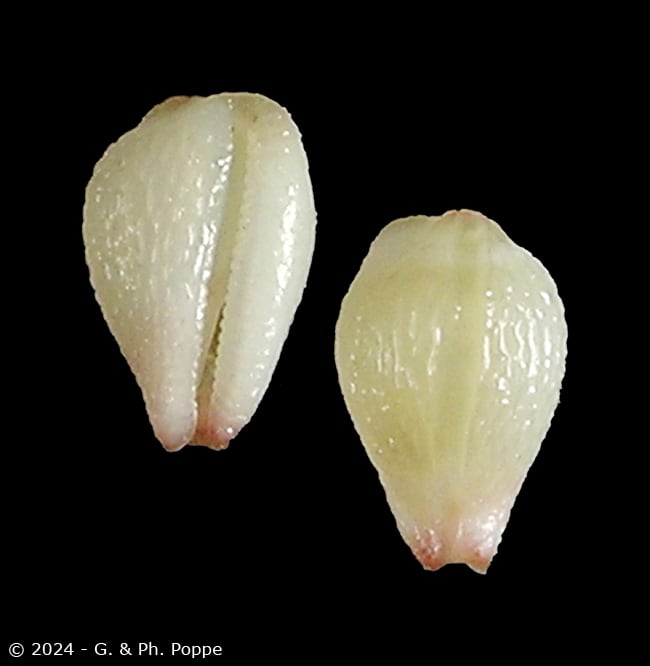 New Additions Shells For Sale | Conchology