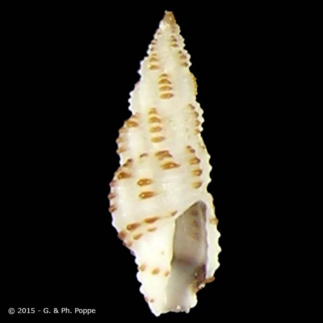 Shell Encyclopedia - Conchological MegaDatabase Iconographic Overview ...