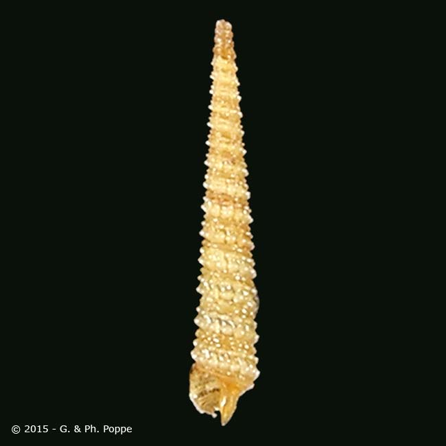 Shell Encyclopedia - Conchological MegaDatabase Iconographic Overview ...