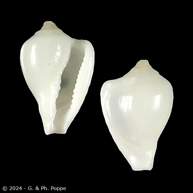 New Additions Shells For Sale | Conchology