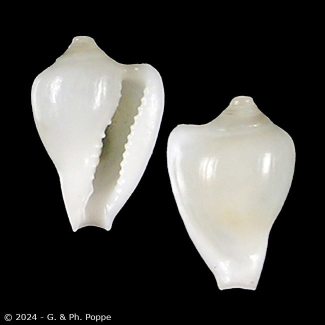 New Additions Shells For Sale | Conchology