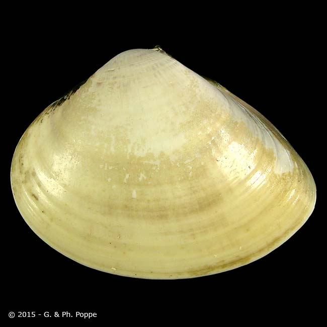 Shell Encyclopedia - Worms Details | Conchology | Conchology