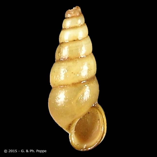 POMATIOPSIDAE » Oncomelania nosophora , ID:411918 , Shell Detail ...