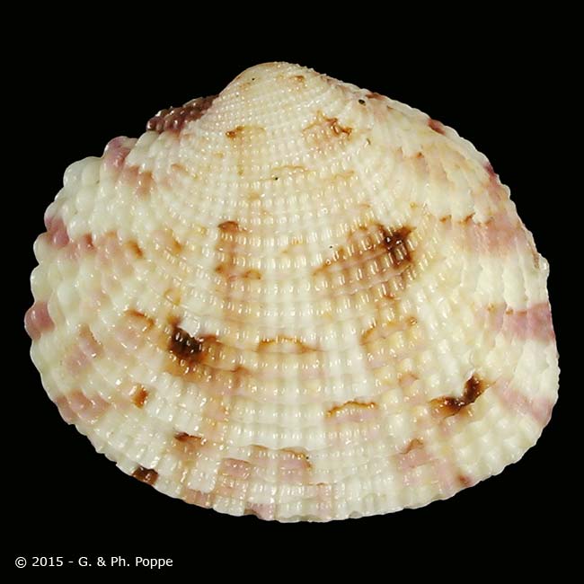 Shell Encyclopedia - Worms Details | Conchology | Conchology