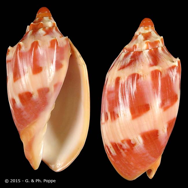 Shell Encyclopedia - Worms Details | Conchology | Conchology