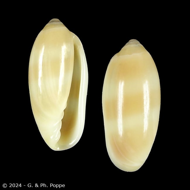 New Additions Shells For Sale | Conchology