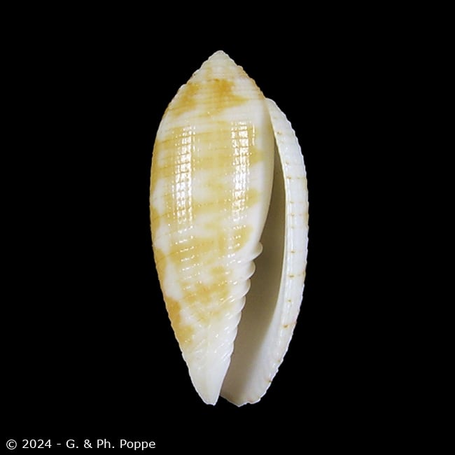 Featured Shells For Sale | Conchology