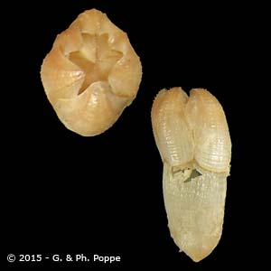 for Sale | Conchology