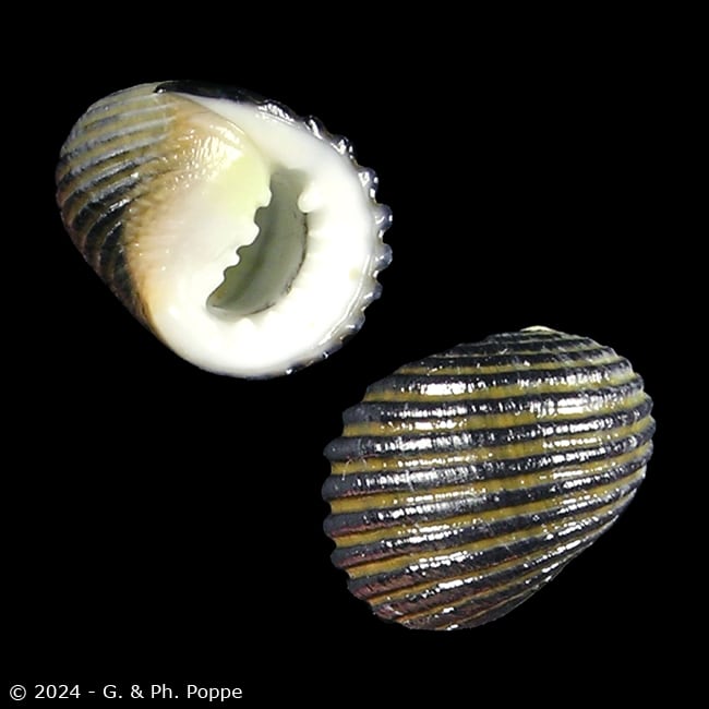 Shells For Sale Shown by Species: NERITIDAE for Sale