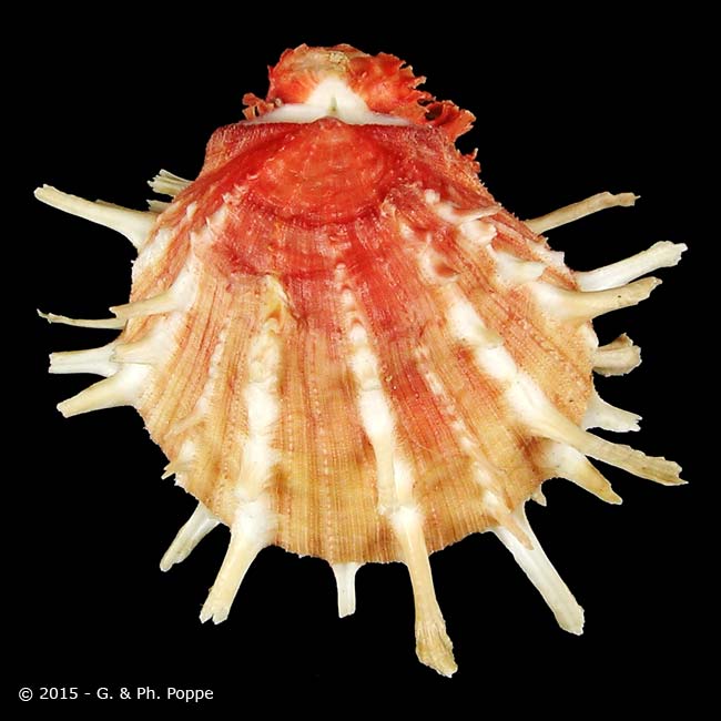 Shell Encyclopedia - Conchological MegaDatabase Iconographic Overview ...