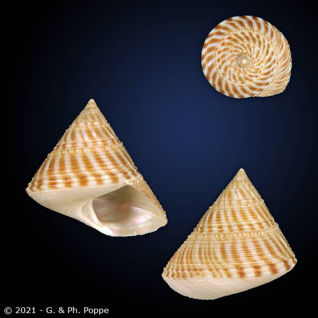 Conchology, Inc. - Auction Catalogue