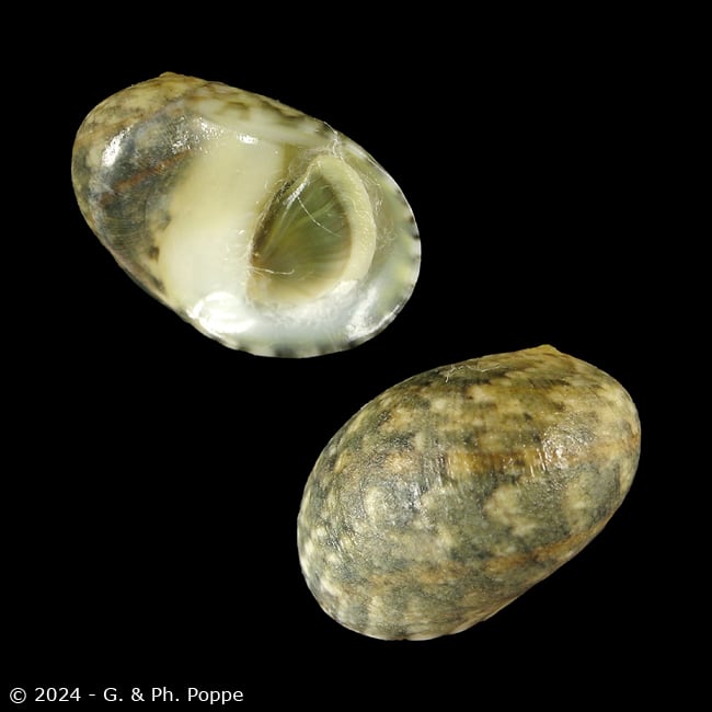 Shells For Sale Shown by Species: NERITIDAE, Nerita litterata for Sale