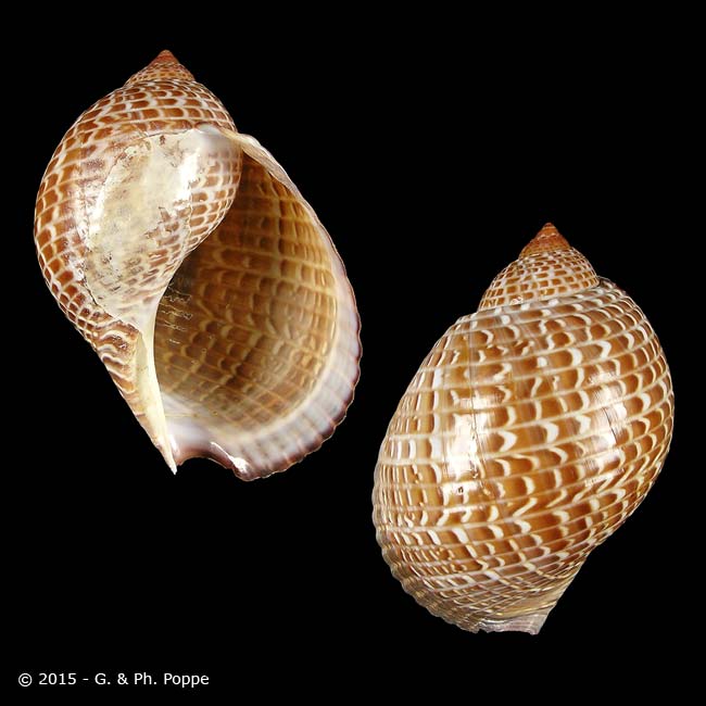 TONNIDAE, Tonna perdix for Sale | Conchology