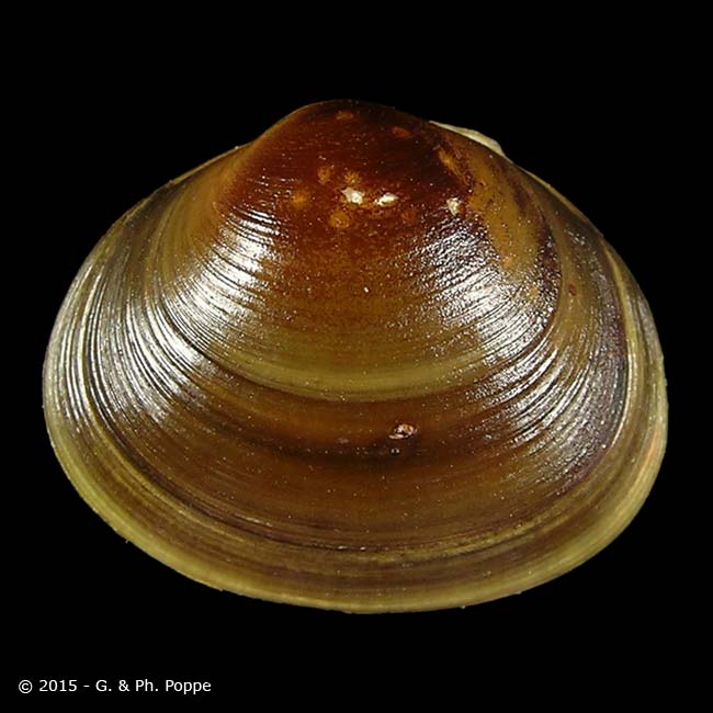 SPHAERIIDAE » Sphaerium rivicola , ID:439749 , Shell Detail « Shell ...