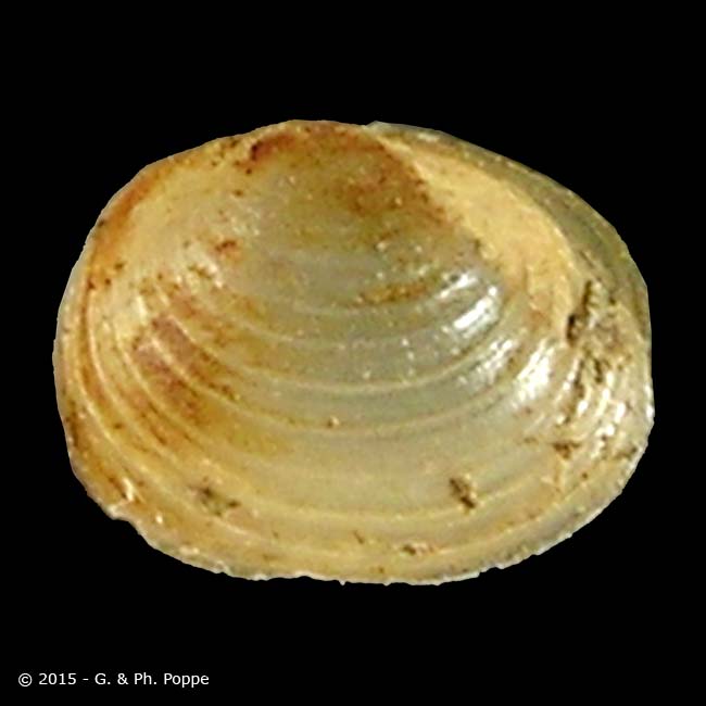 SPHAERIIDAE » Pisidium amnicum , ID:440255 , Shell Detail « Shell ...