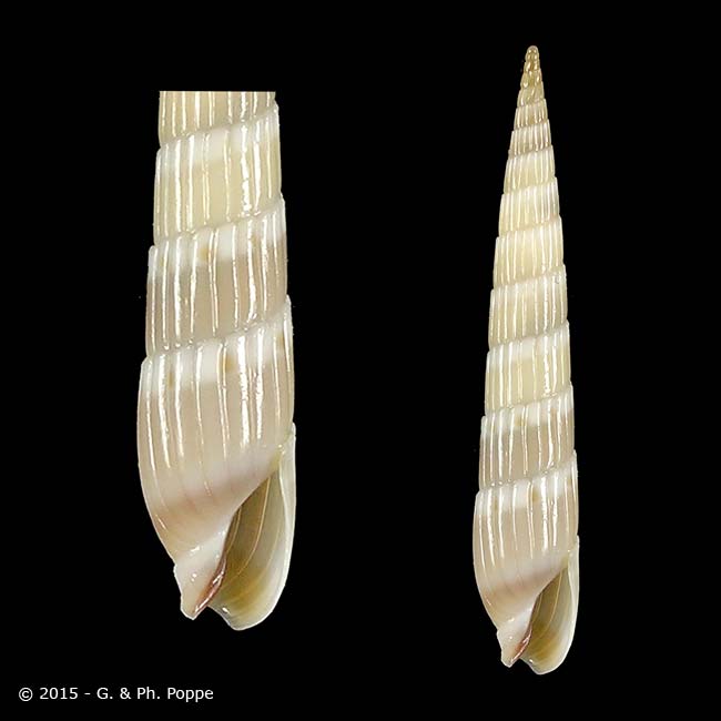 Shell Encyclopedia - Conchological MegaDatabase Iconographic Overview ...