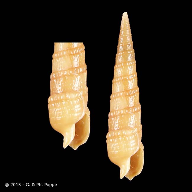 Shell Encyclopedia - Worms Details | Conchology | Conchology