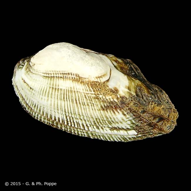 Shell Encyclopedia - Worms Details | Conchology | Conchology