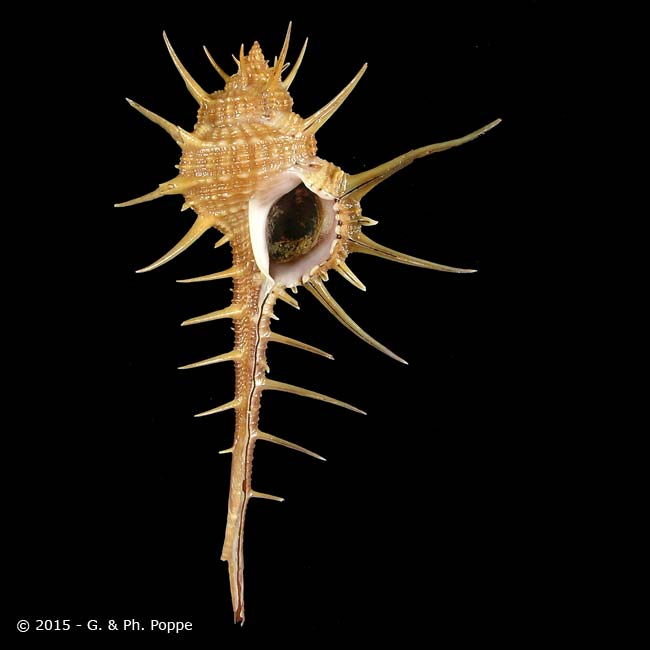 Shell Encyclopedia - Worms Details | Conchology | Conchology