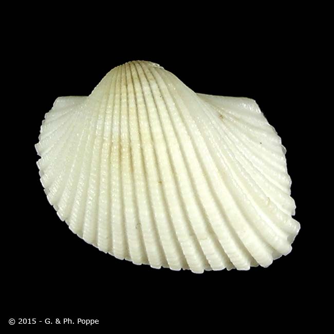 Shell Encyclopedia - Conchological MegaDatabase Iconographic Overview ...