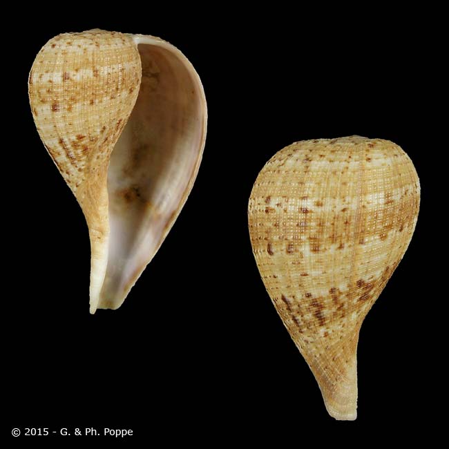 Ficidae - Alchetron, The Free Social Encyclopedia