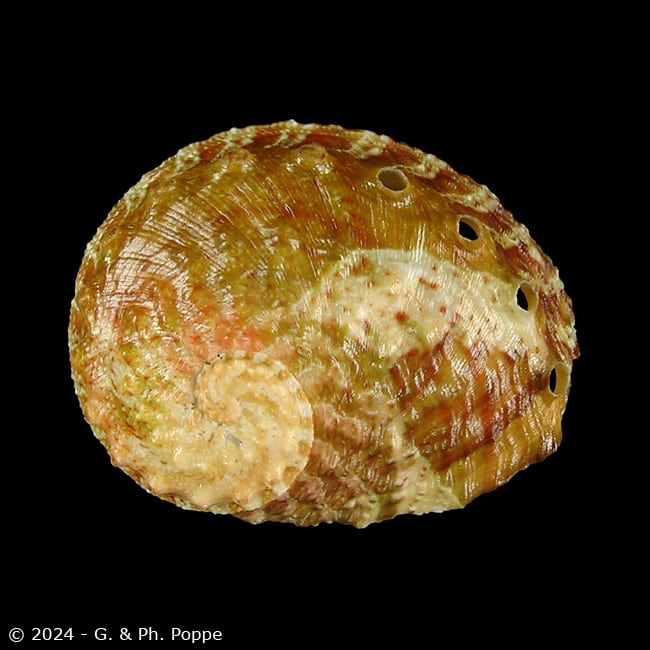 New Additions Shells For Sale | Conchology