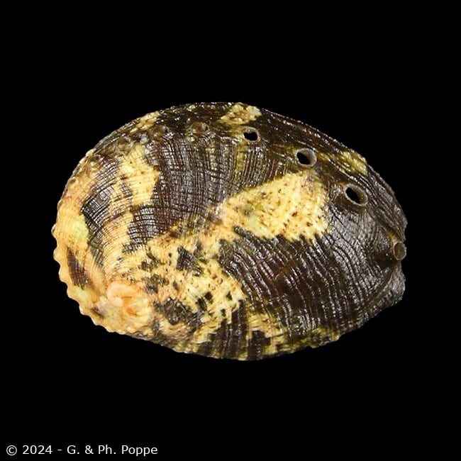 New Additions Shells For Sale | Conchology